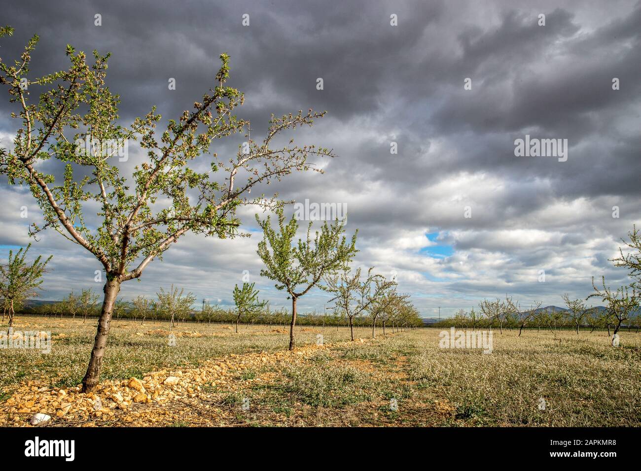 Trees next to each other on a field during daytime Stock Photo - Alamy