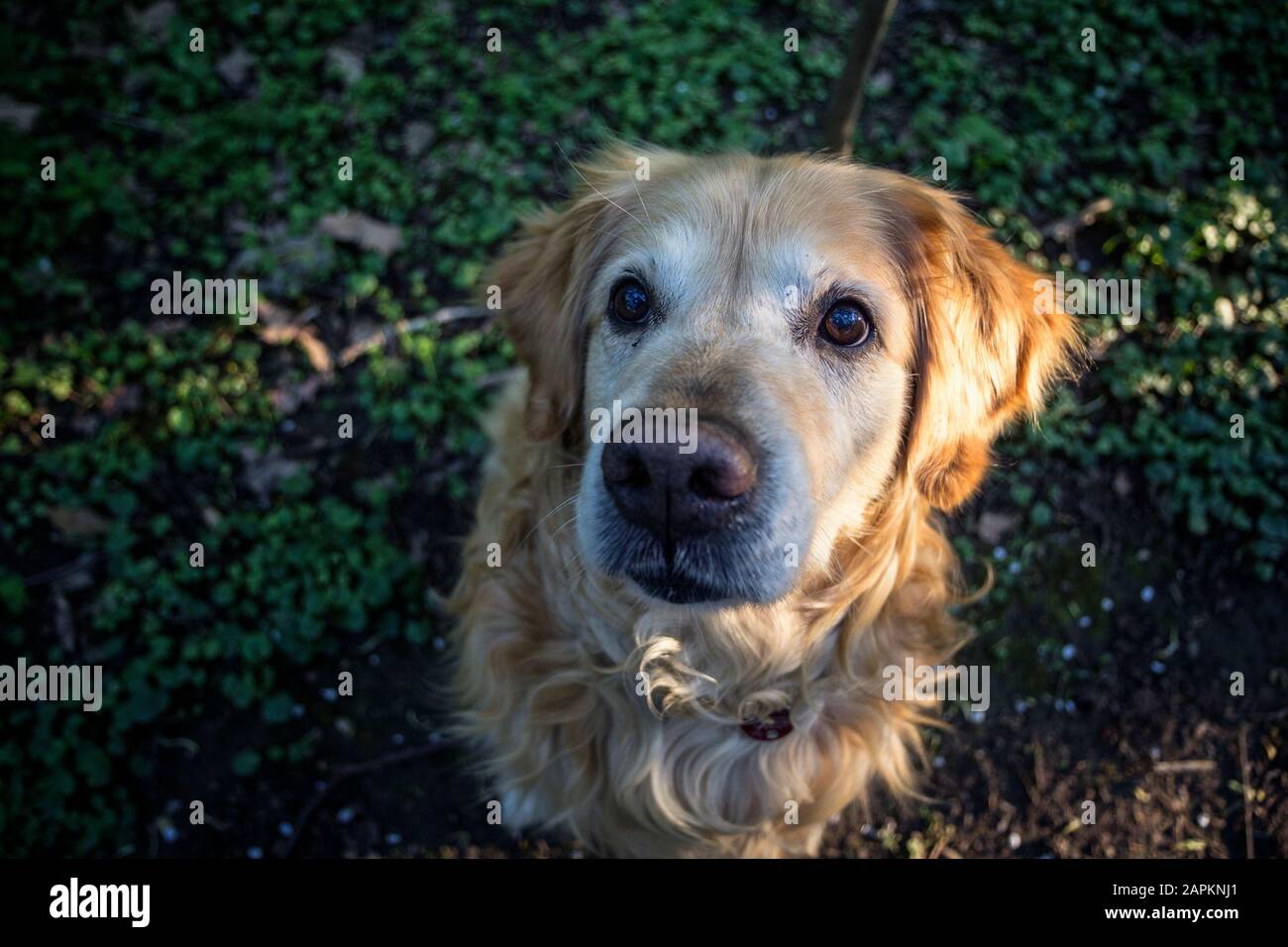 Germany, Bavaria, Munich, Portrait of Golden Retriever sitting outdoors ...