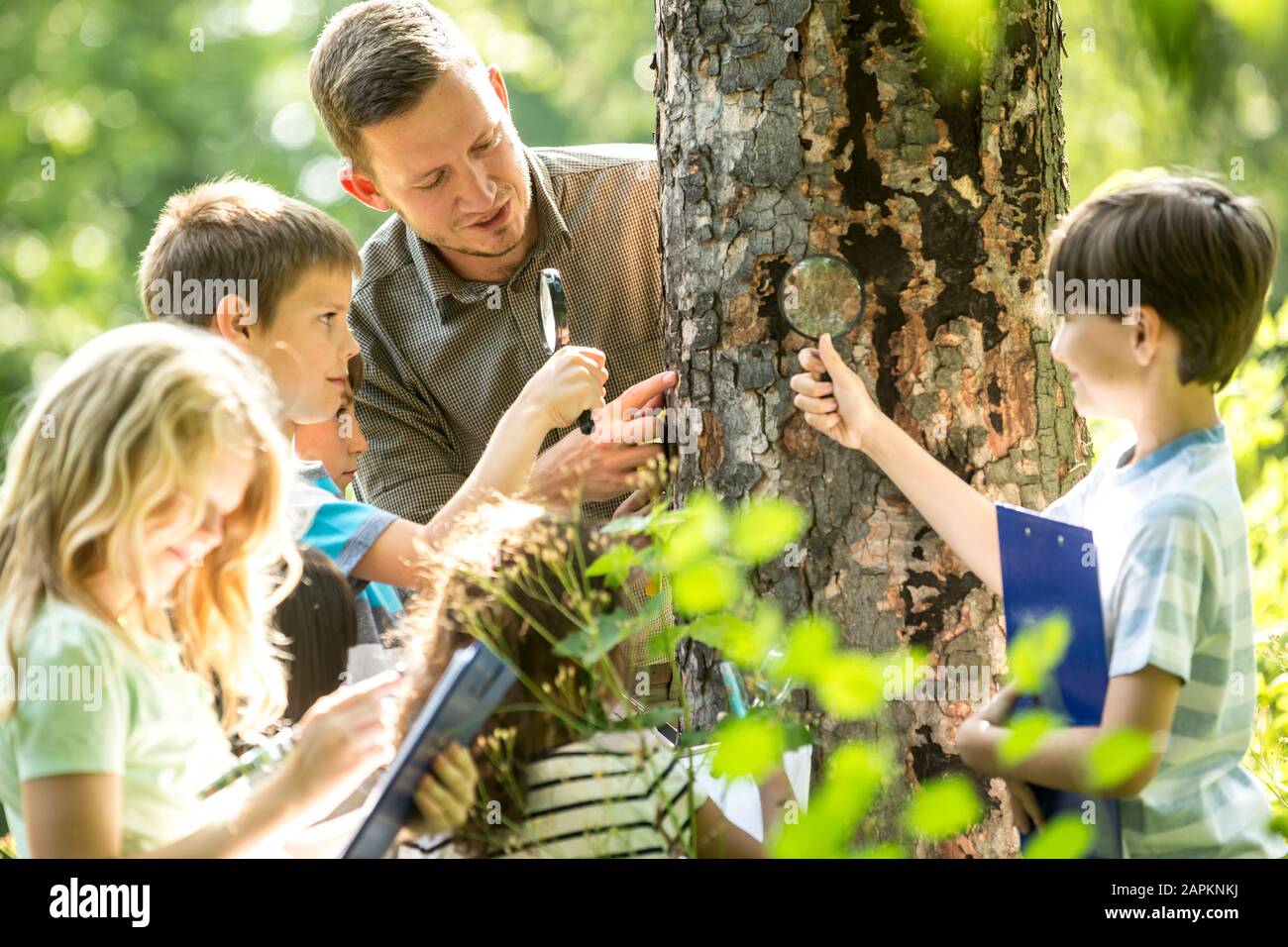 School children examining tree bark in forest with their teacher Stock ...