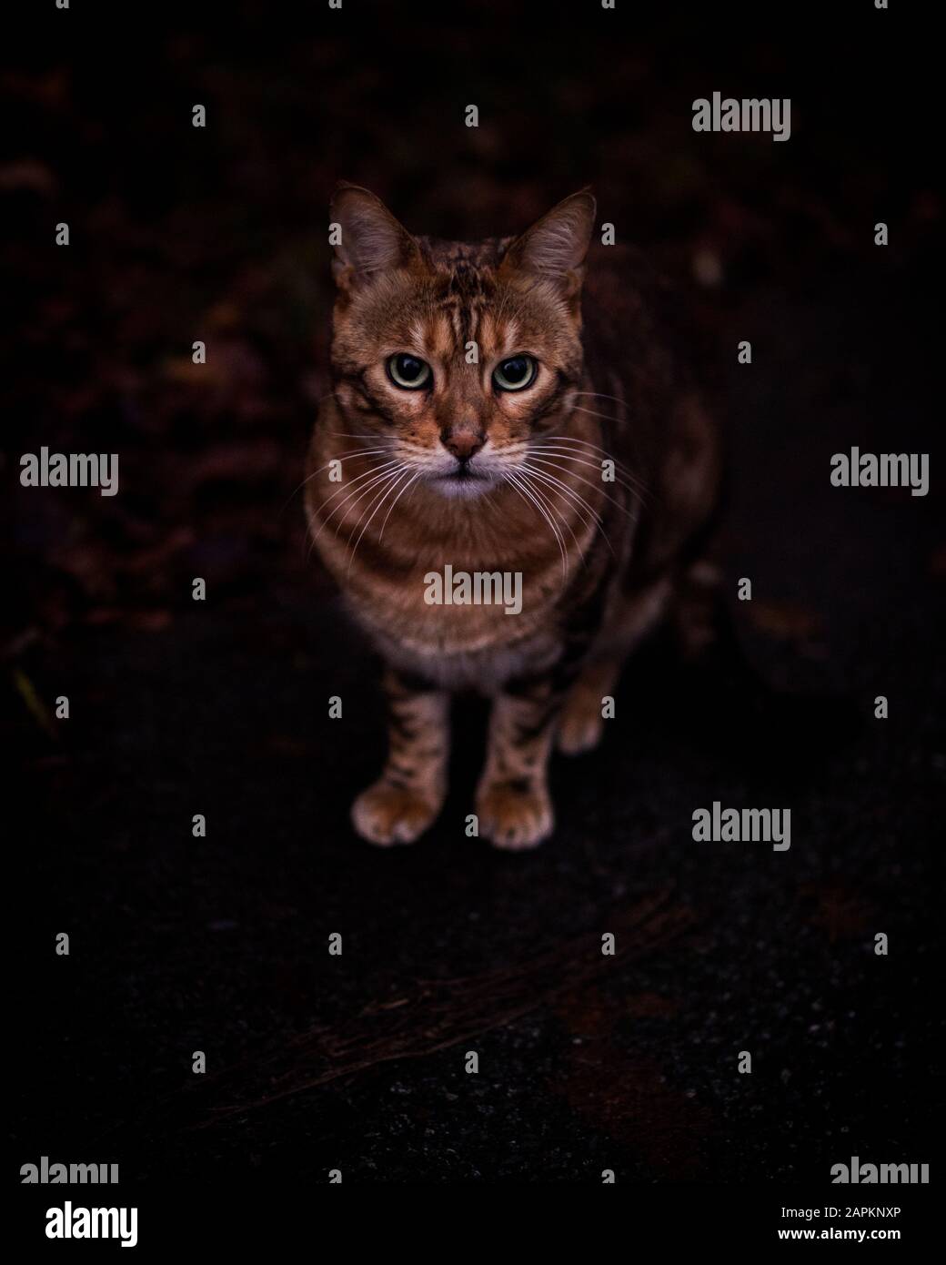 Cat peering hi-res stock photography and images - Alamy