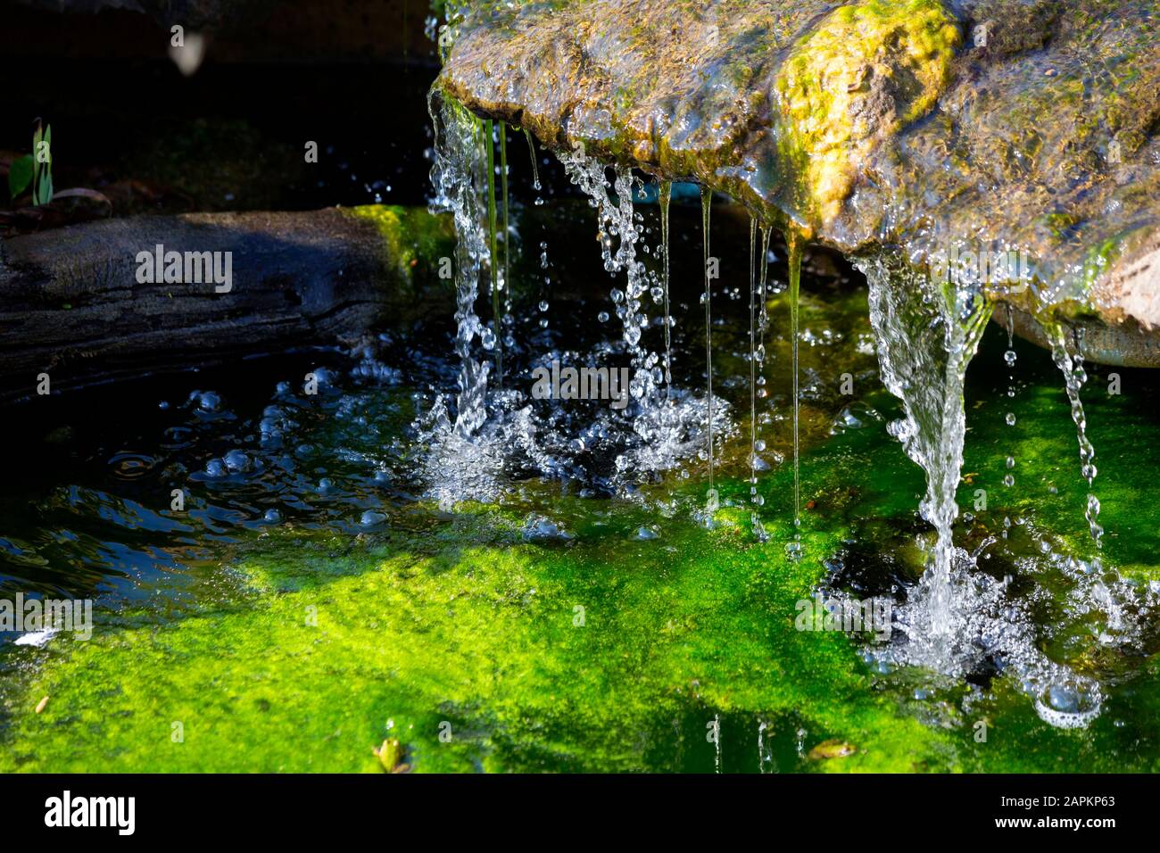 Botanical Garden, source and frog Stock Photo - Alamy