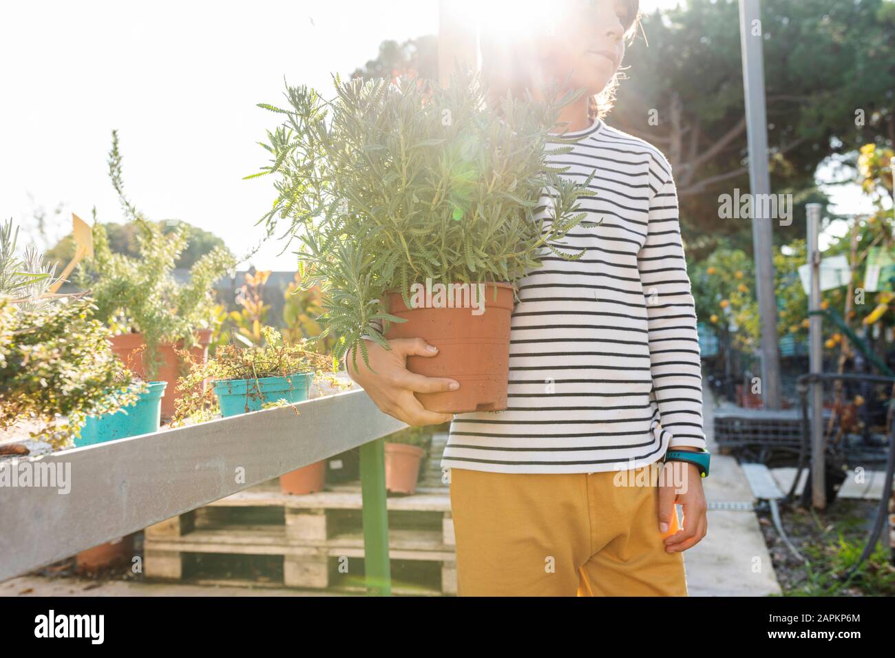 Boy with potted plant at plant nursery Stock Photo - Alamy