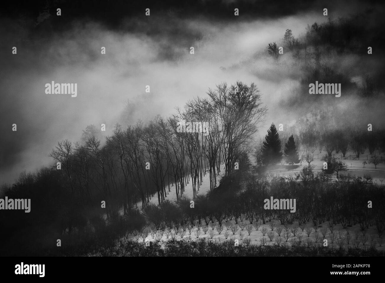 Scenic shot green forest Black and White Stock Photos & Images - Alamy