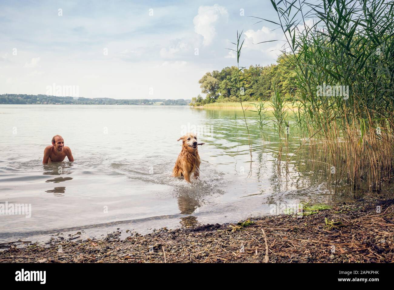 Man playing with his Golden Retriever at lakeside Stock Photo - Alamy