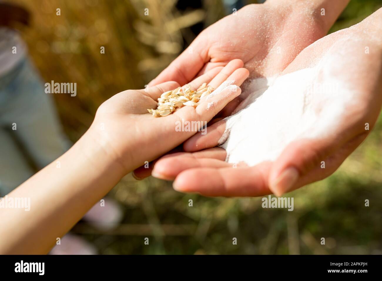 Children's hands holding wheat grains Stock Photo - Alamy