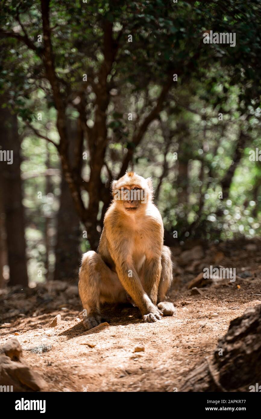 Monkey with fez hi-res stock photography and images - Alamy