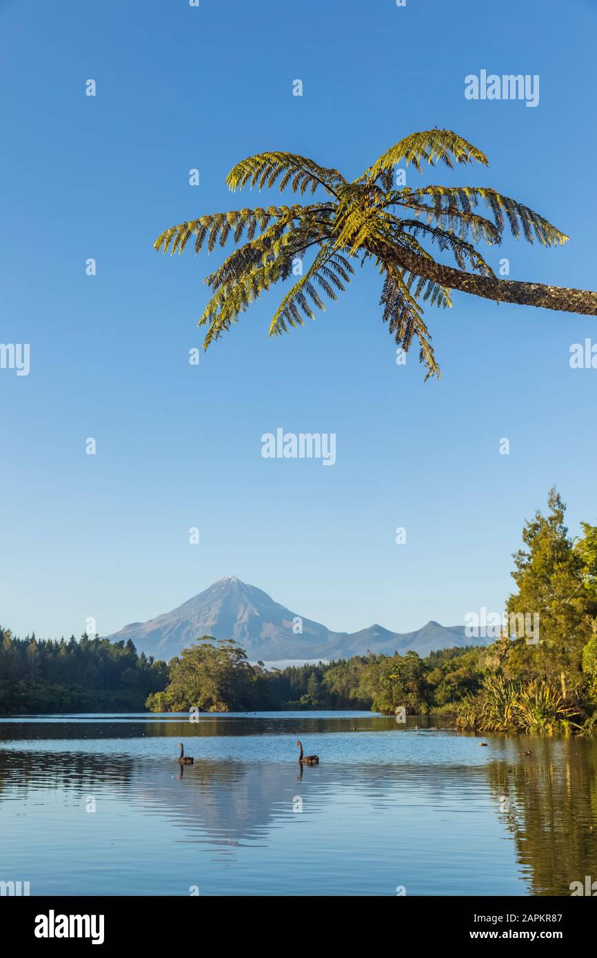 New Zealand, Palm tree over black swans (Cygnus atratus) swimming in ...