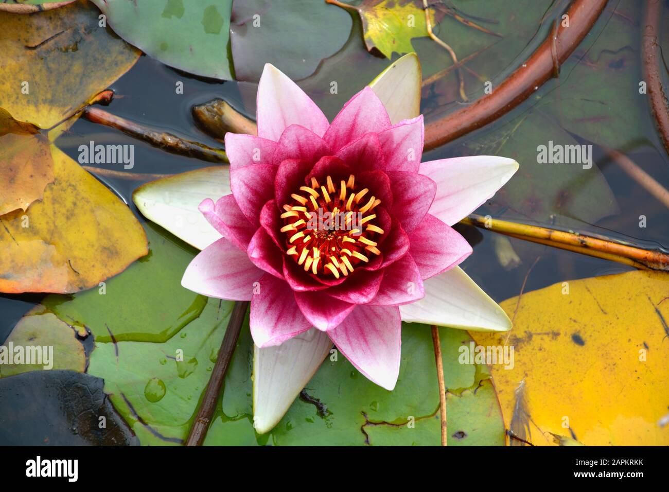 Pink water lily Stock Photo - Alamy
