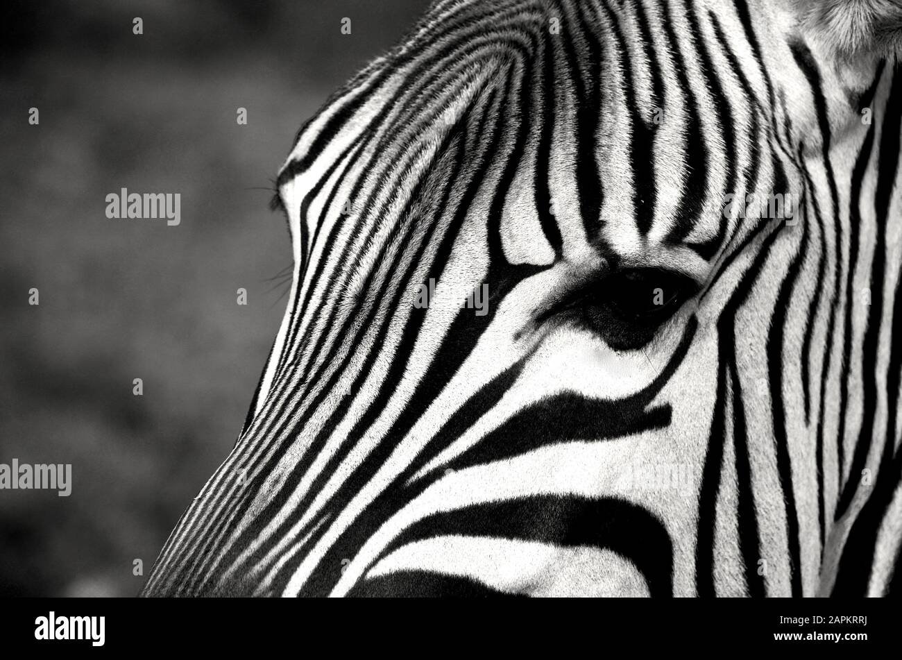 Zebra stripes contrast hi-res stock photography and images - Alamy