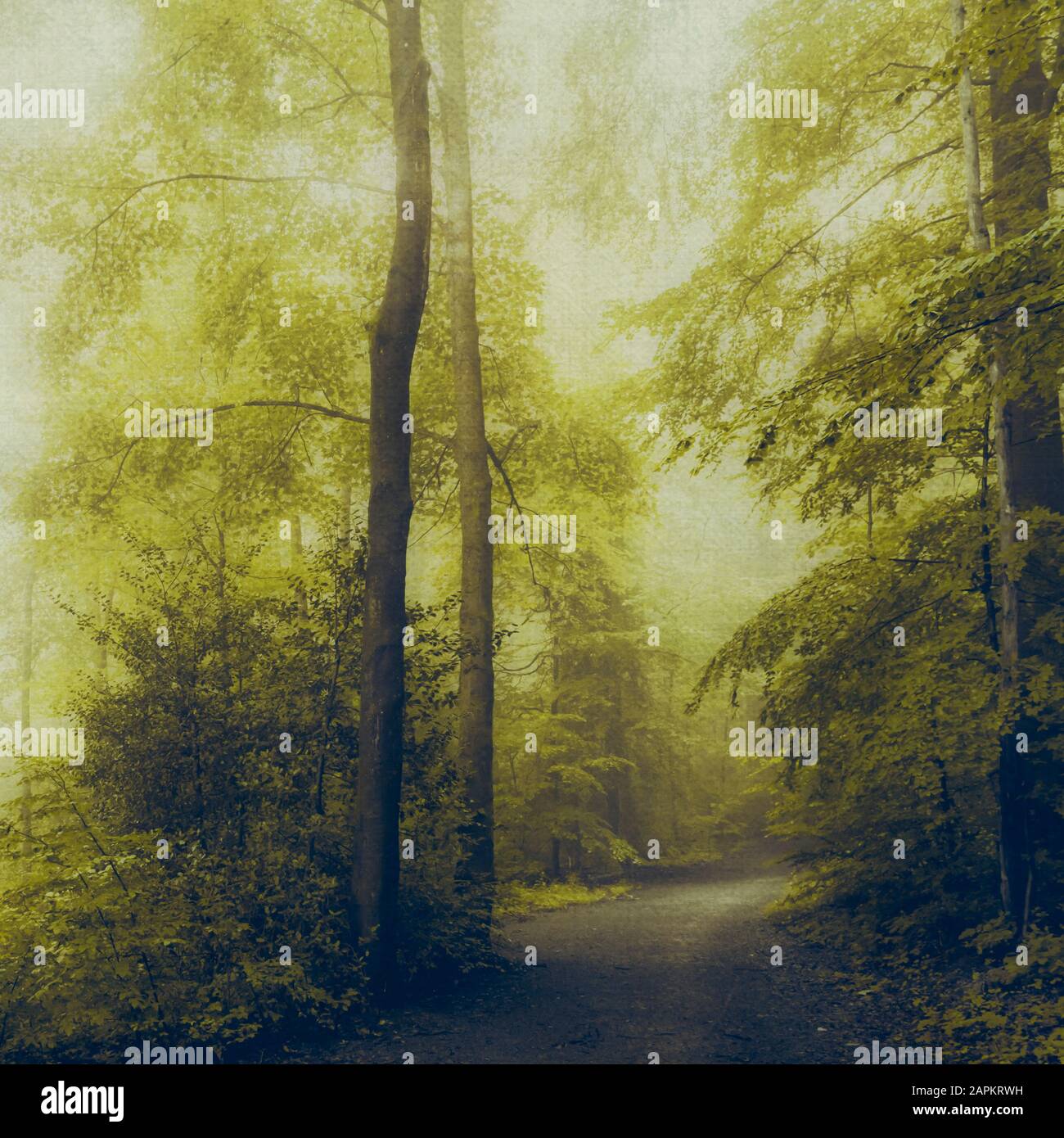 Deciduous forest in the morning light, forest path Stock Photo - Alamy