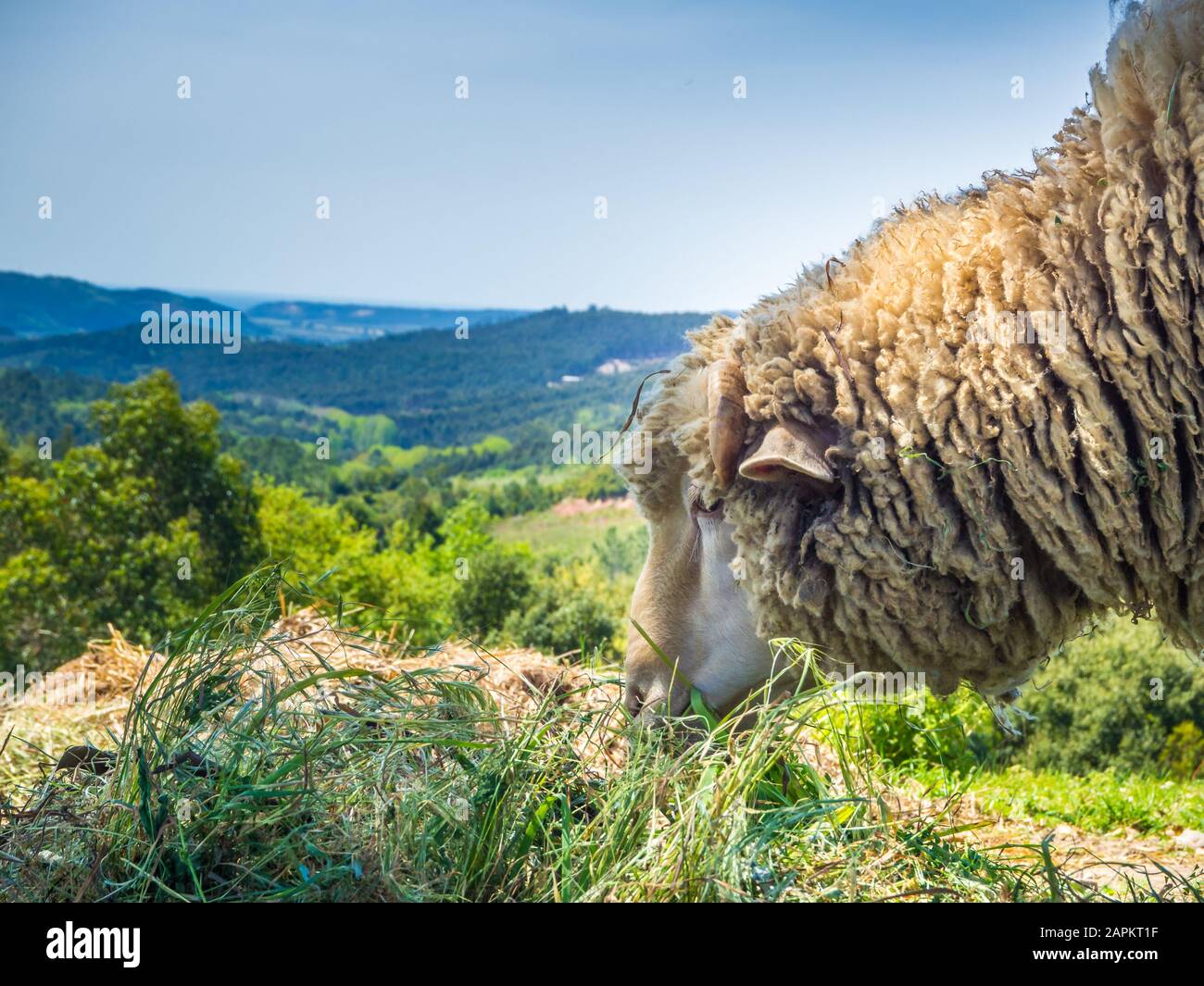 Sheep grazing on the pasture in a grassy field during daytime Stock ...