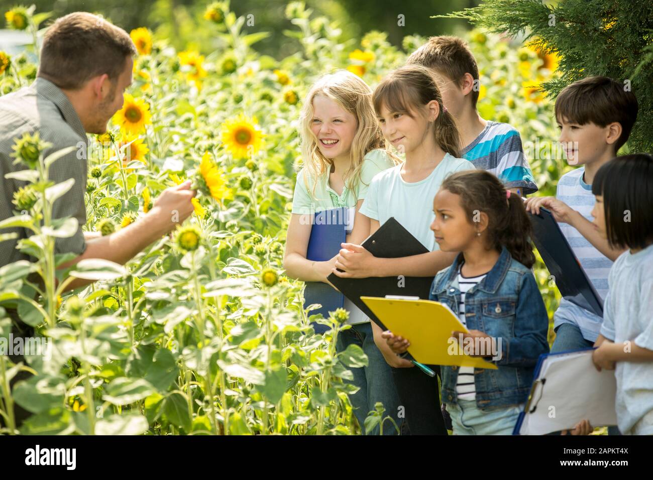 School children learning about nature in a sunflower field Stock Photo ...