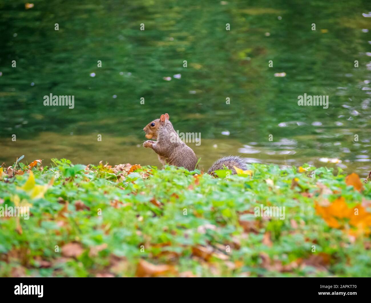 Cute grey eastern squirrel walking near green grass by the lake during ...