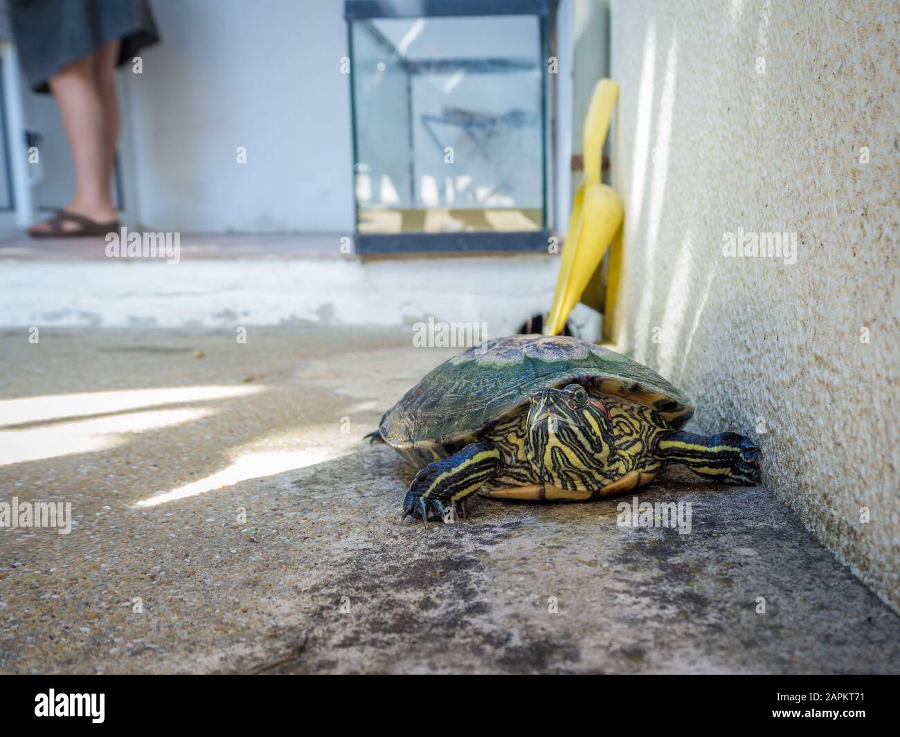 Turtle on concrete ground in front of a white wall during daytime Stock ...
