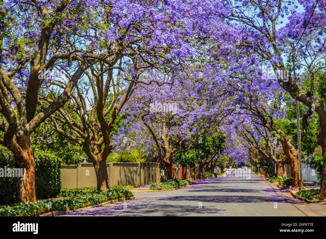 Purple blue Jacaranda mimosifolia bloom in Johannesburg street during ...