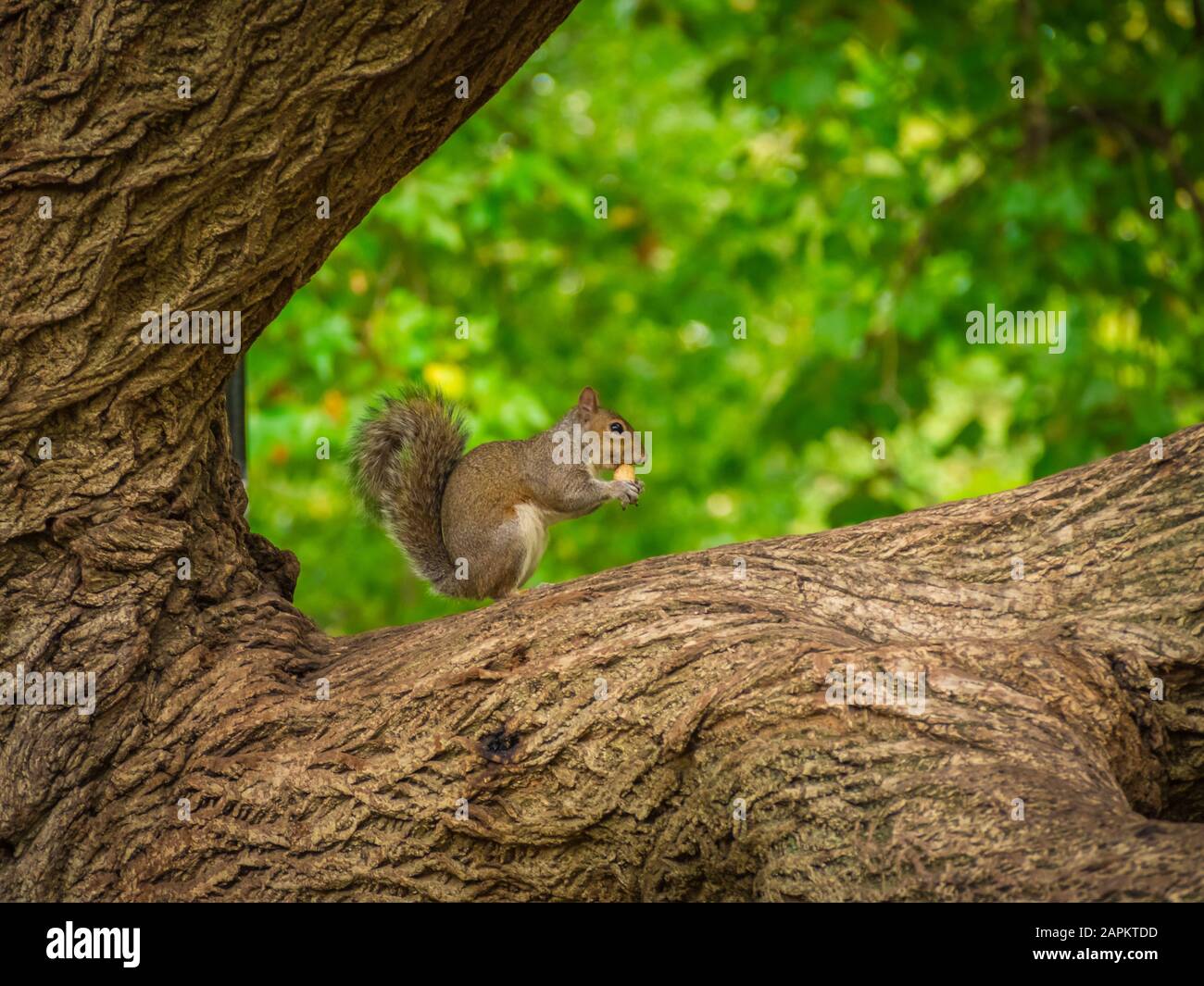 Cute squirrel eating hazelnut on a tree with a blurred background Stock ...