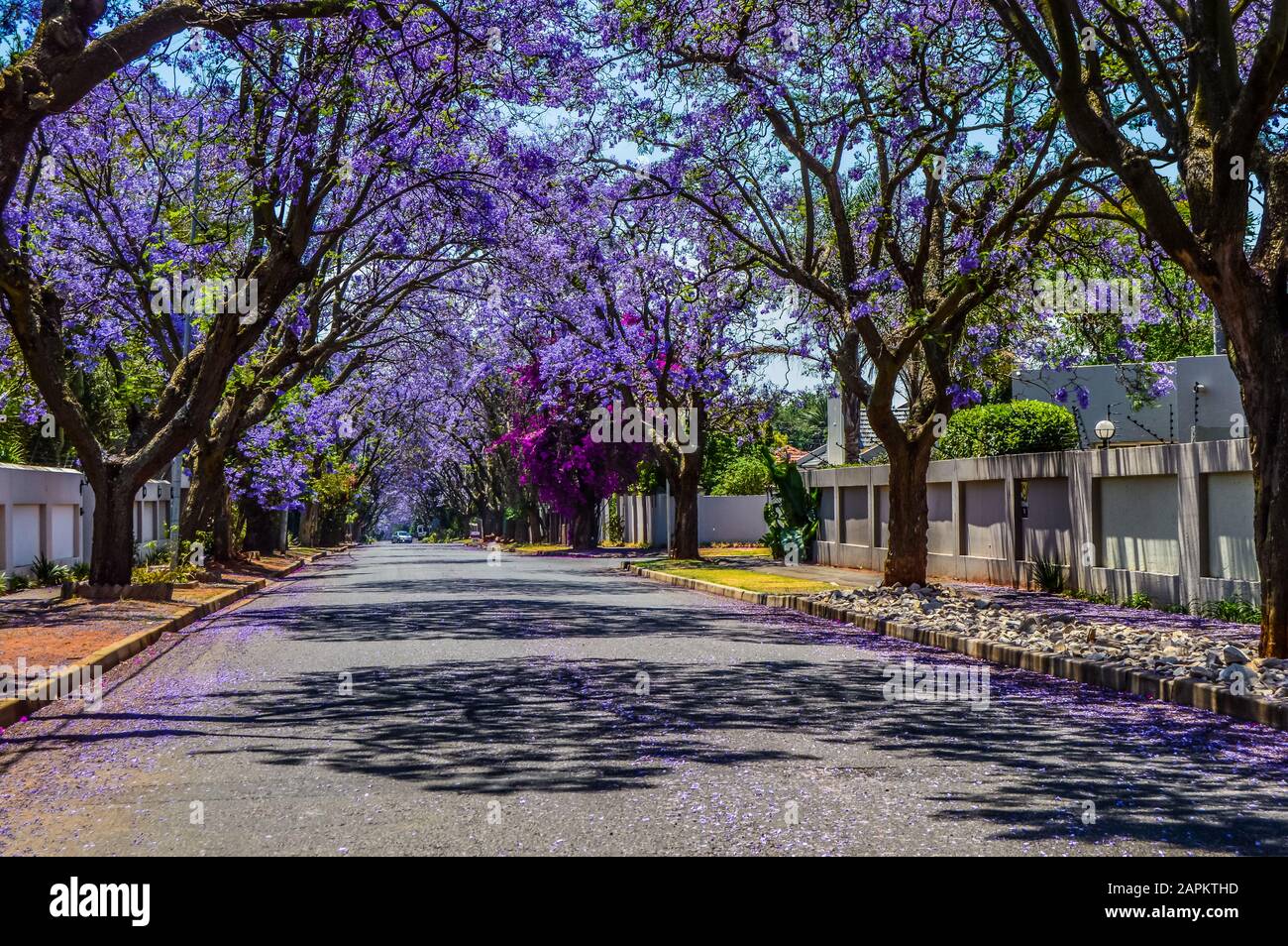 Purple blue Jacaranda mimosifolia bloom in Johannesburg street during ...