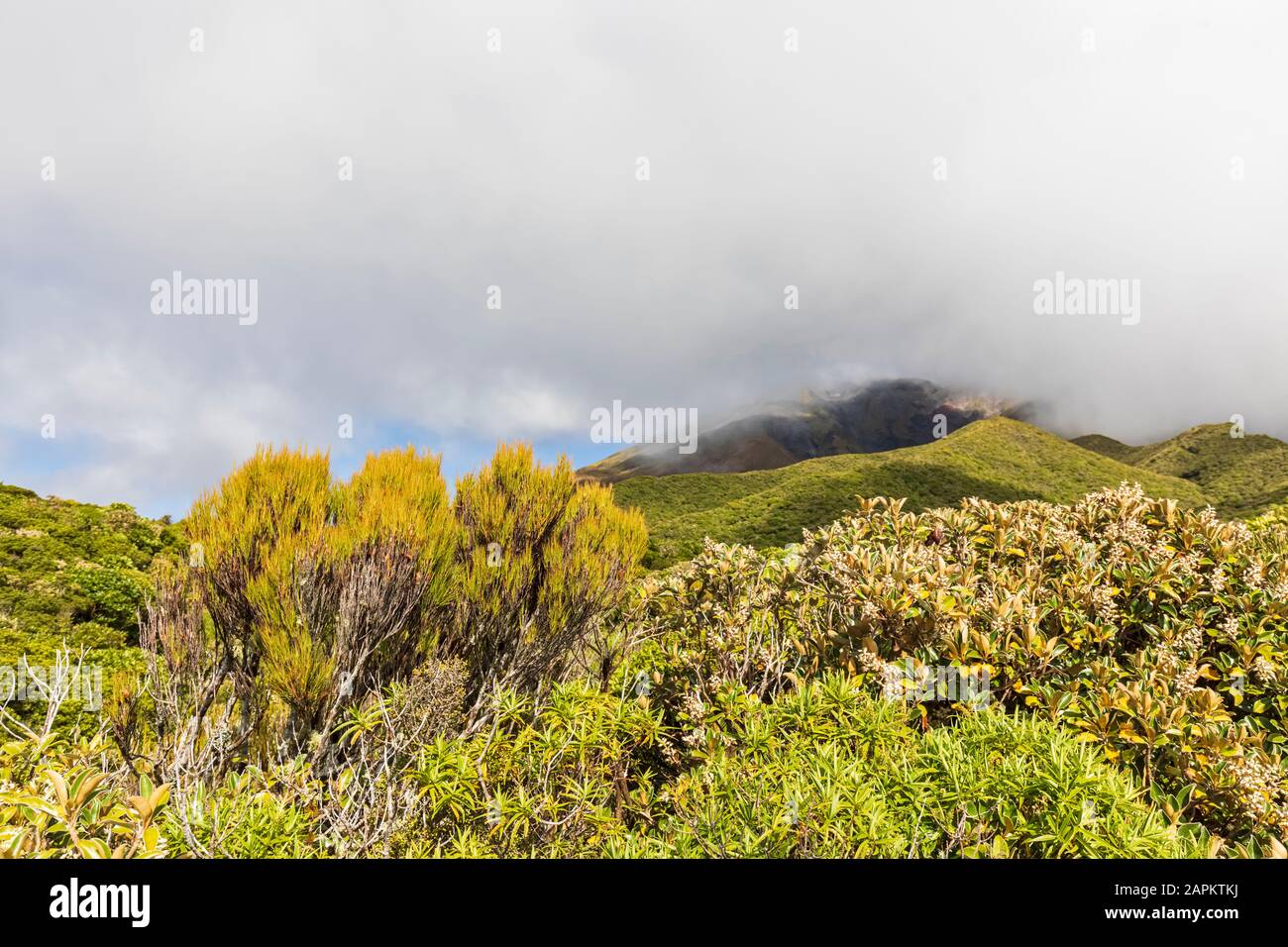 New Zealand, Thick clouds over green flora of Mount Taranaki volcano ...