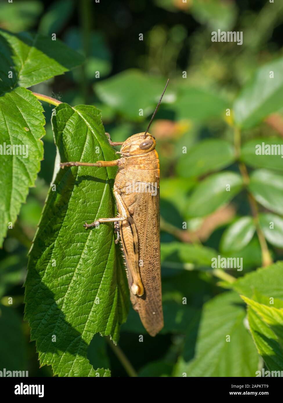 Grasshopper on a plant with green leaves on a blurred background Stock ...