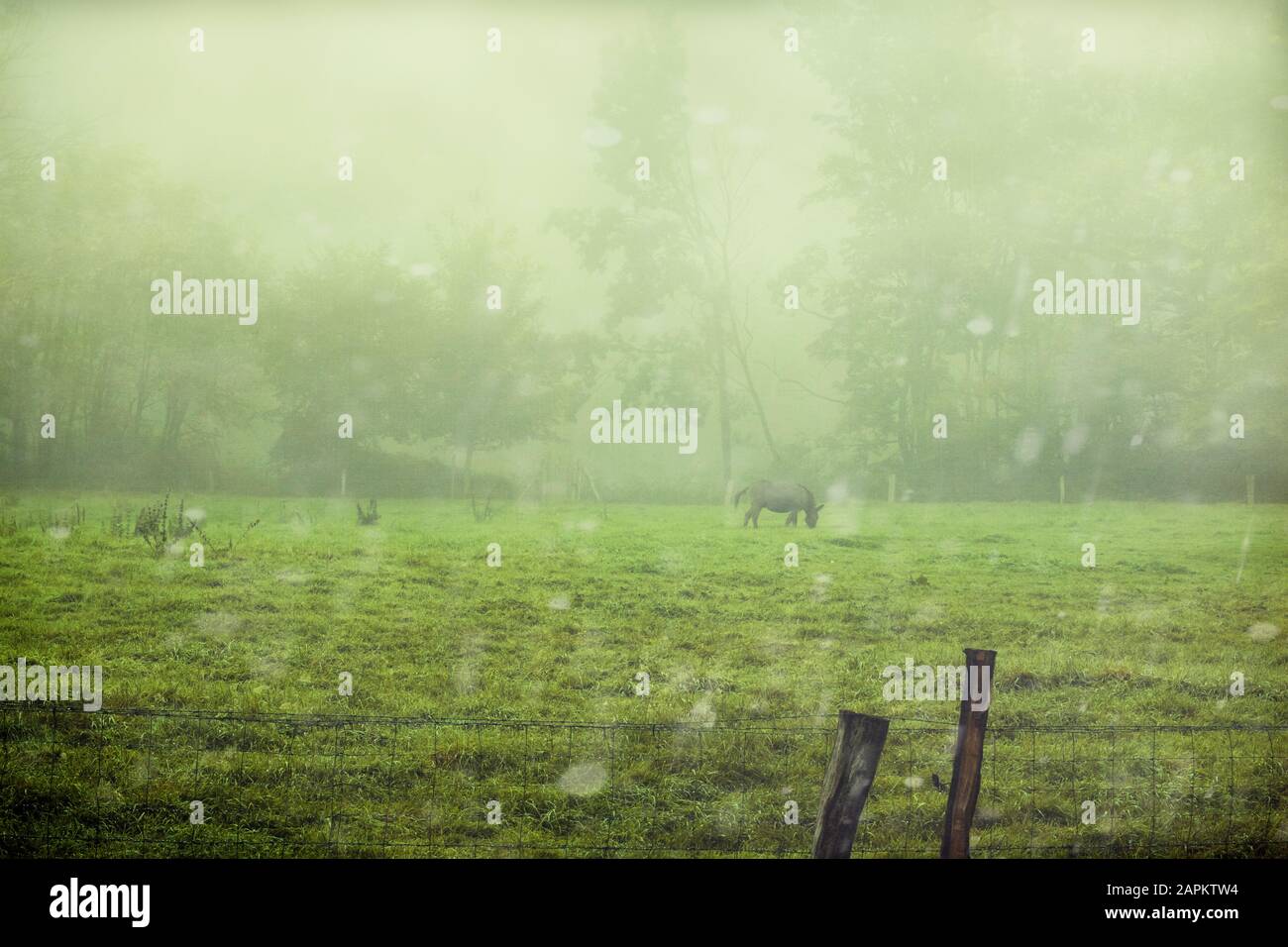 Rainfall agriculture animal hi-res stock photography and images - Alamy