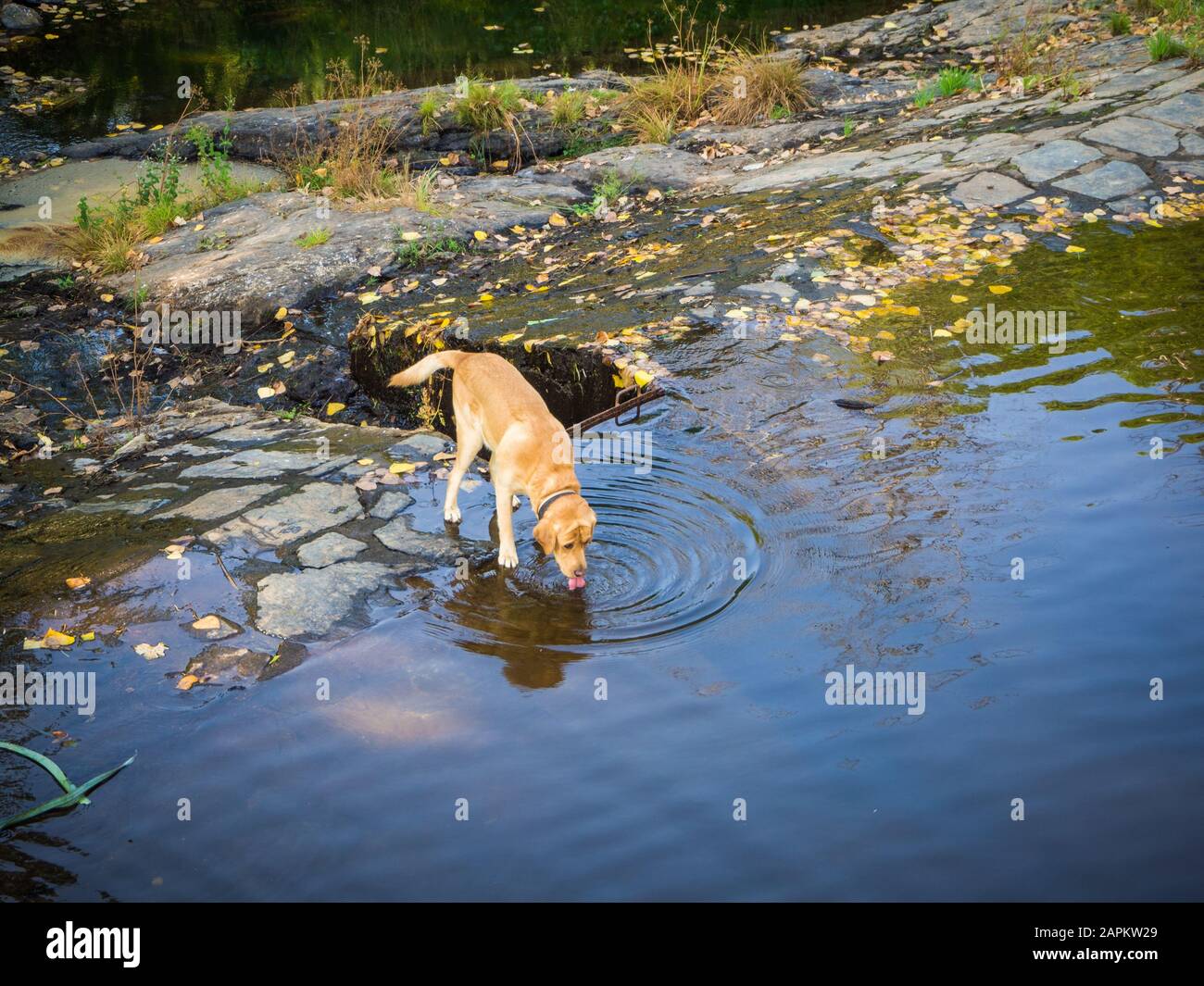 Cute orange dog drinking water in a lake during daytime Stock Photo - Alamy