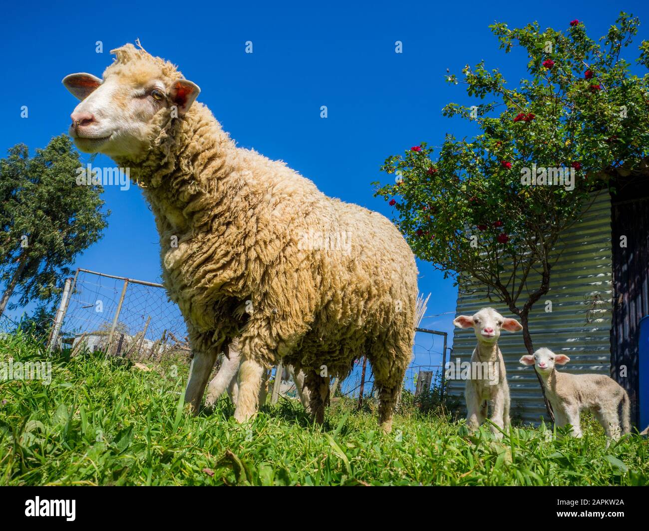 Mother sheep with its two baby sheep in a grassy field during daytime ...