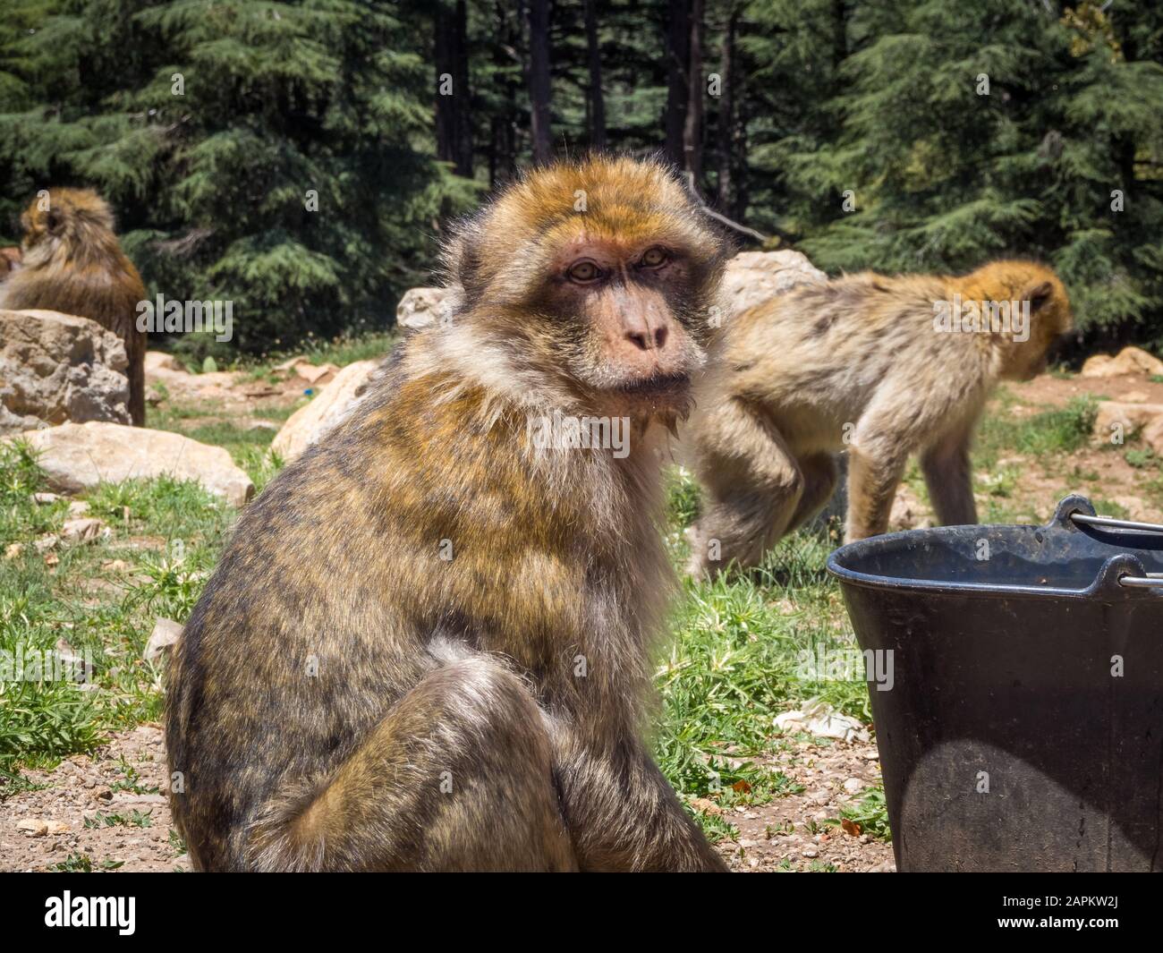 Cute Macaca Sylvanus Berber Monkey in a jungle in Morocco Stock Photo ...