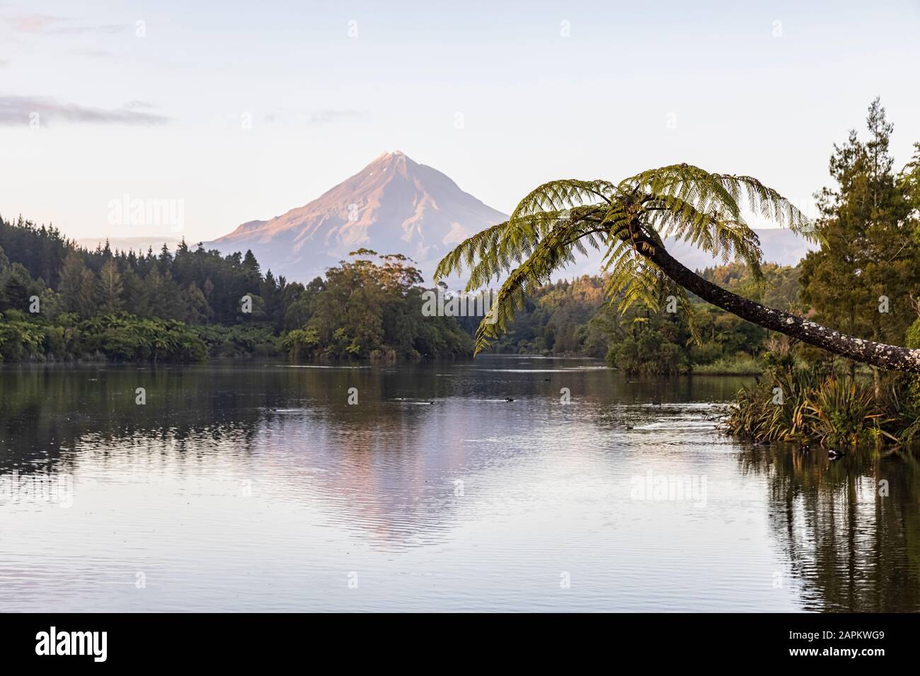 New zealand palm tree hi-res stock photography and images - Alamy