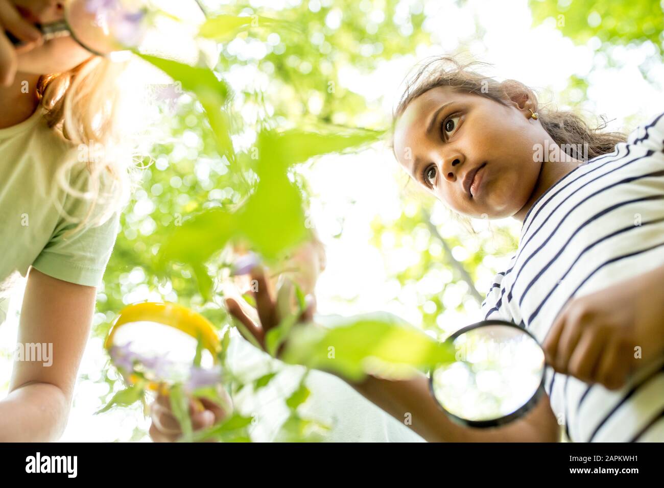 Girls tree magnifying glass hi-res stock photography and images - Alamy
