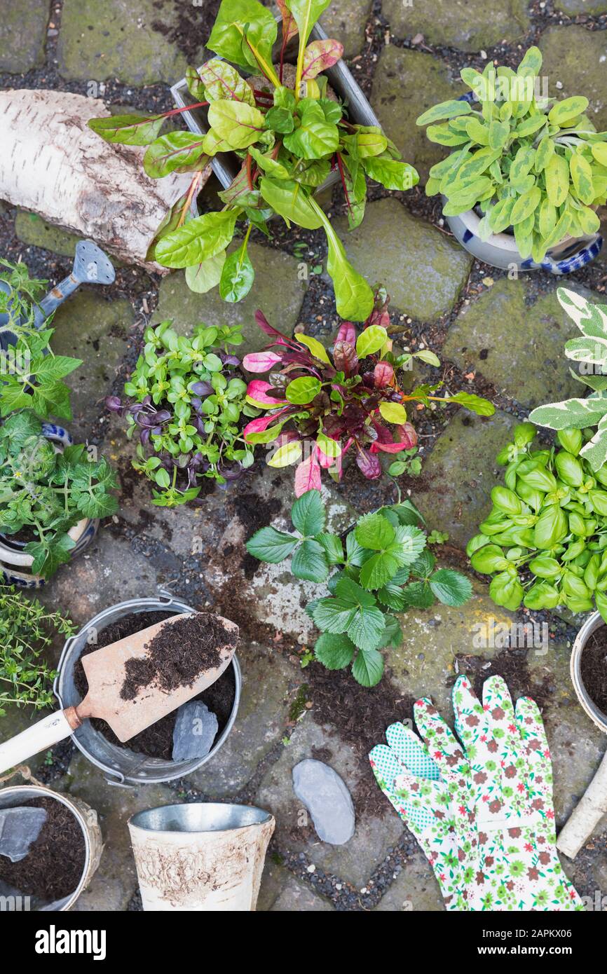 Planting of various green culinary herbs Stock Photo - Alamy