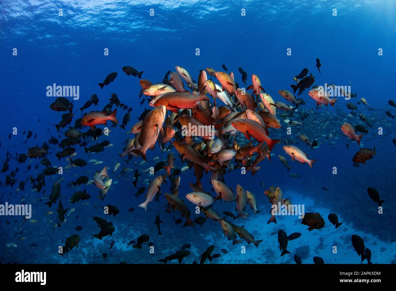 Red snapper spawning, Shark City, Palau Stock Photo - Alamy