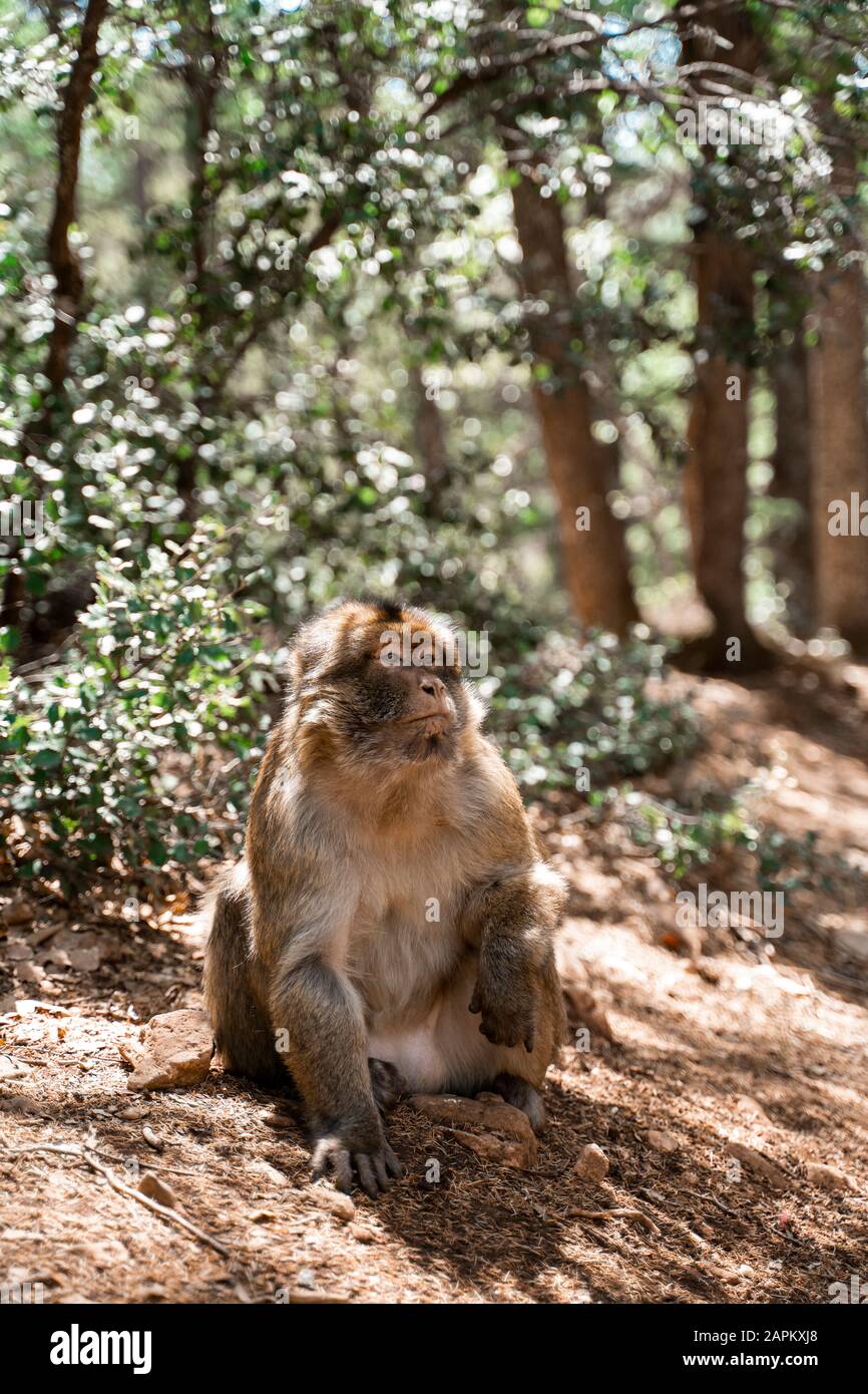 Monkey with fez hi-res stock photography and images - Alamy