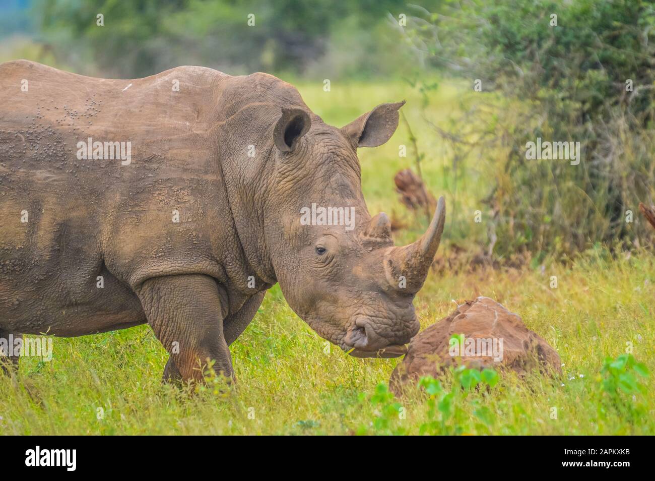 Portrait of cute male bull white Rhino or Rhinoceros in a group in ...