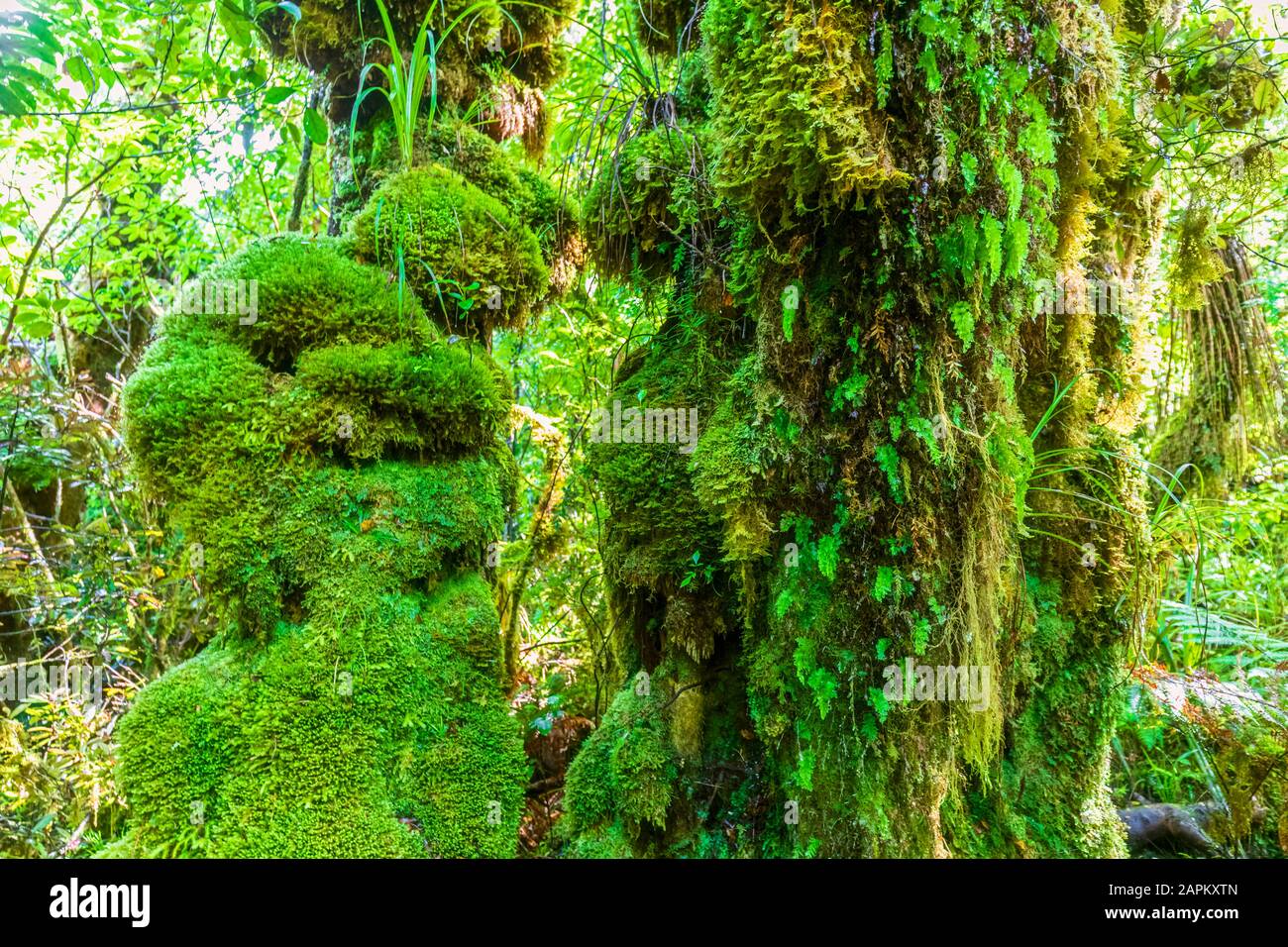 Leaves trees new zealand hi-res stock photography and images - Alamy