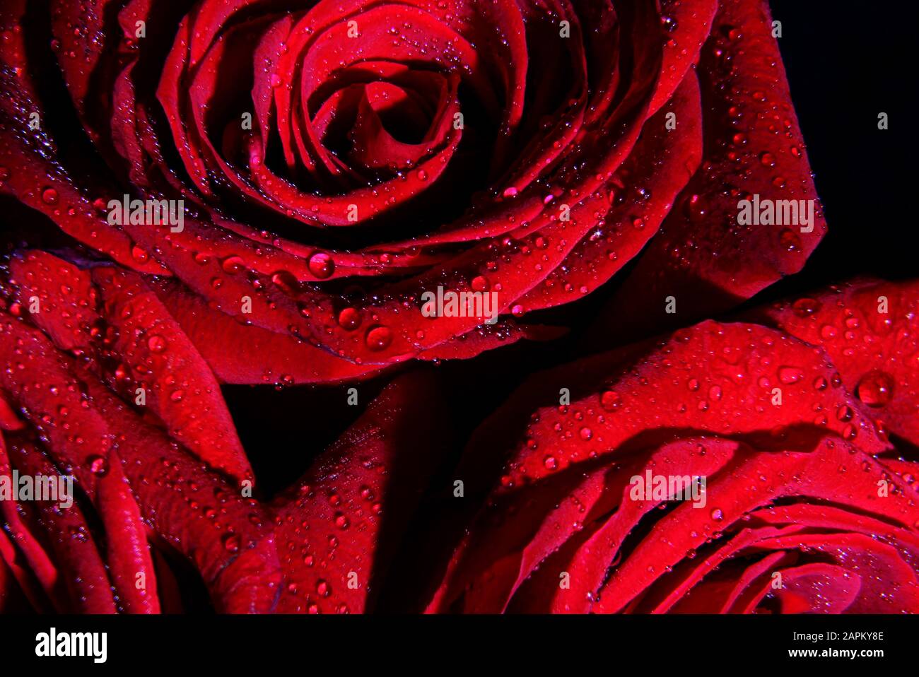 Rose gifting hi-res stock photography and images - Alamy