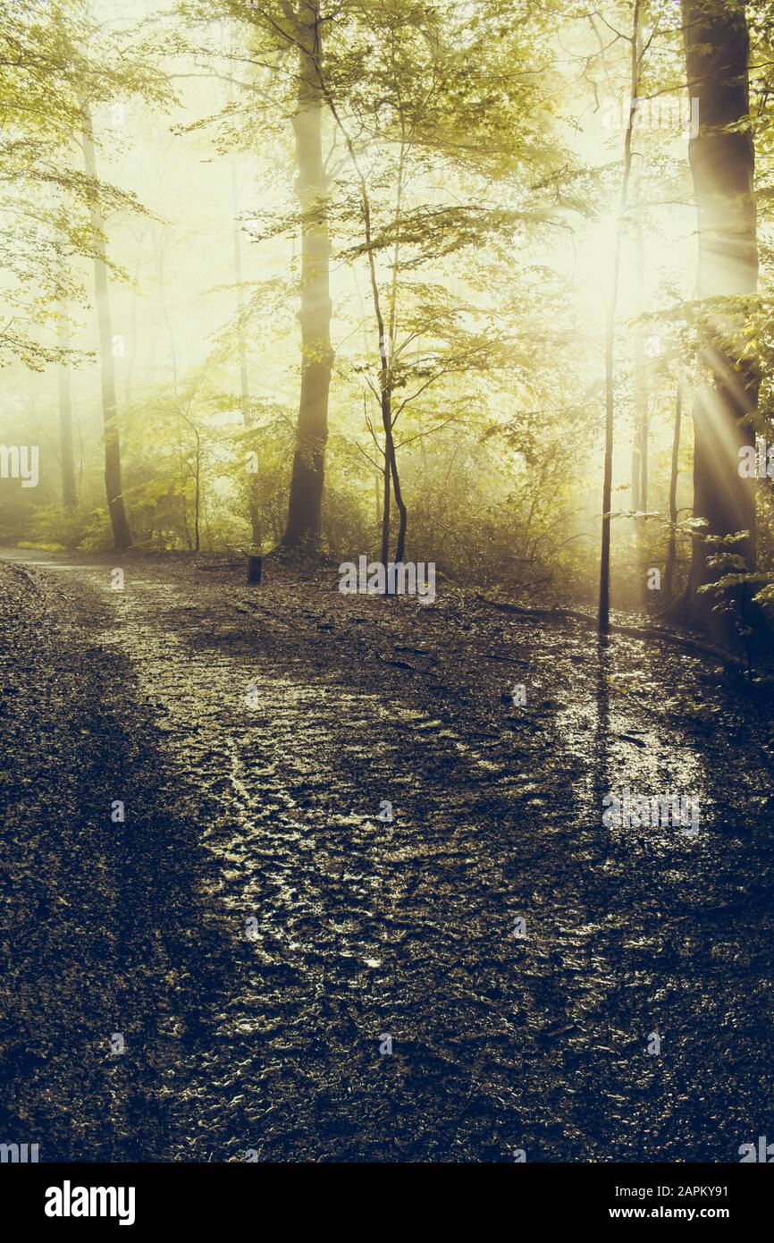 Forest, forest path after rain against sun light Stock Photo - Alamy