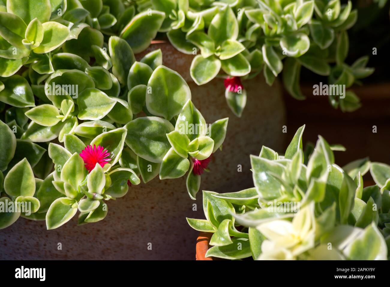 Common ice plant growing on terrace Stock Photo - Alamy