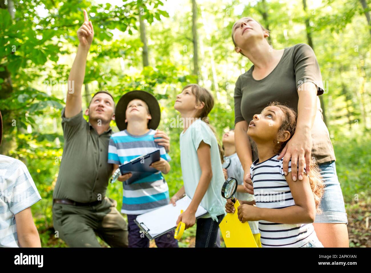 School children exploring the forest, teacher pointing up Stock Photo ...