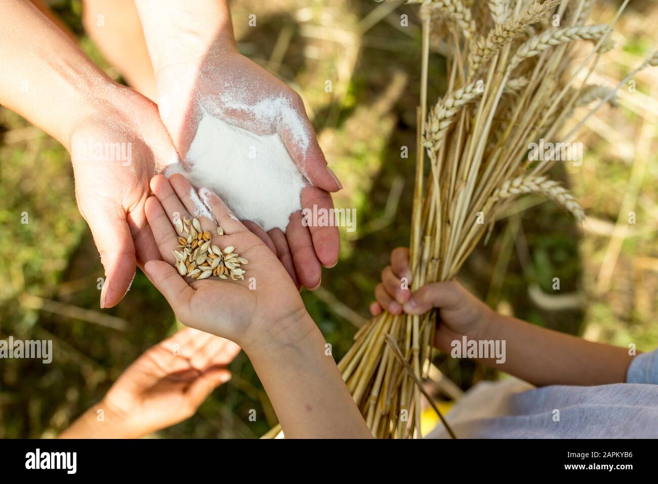 Children's hands holding wheat grains Stock Photo - Alamy