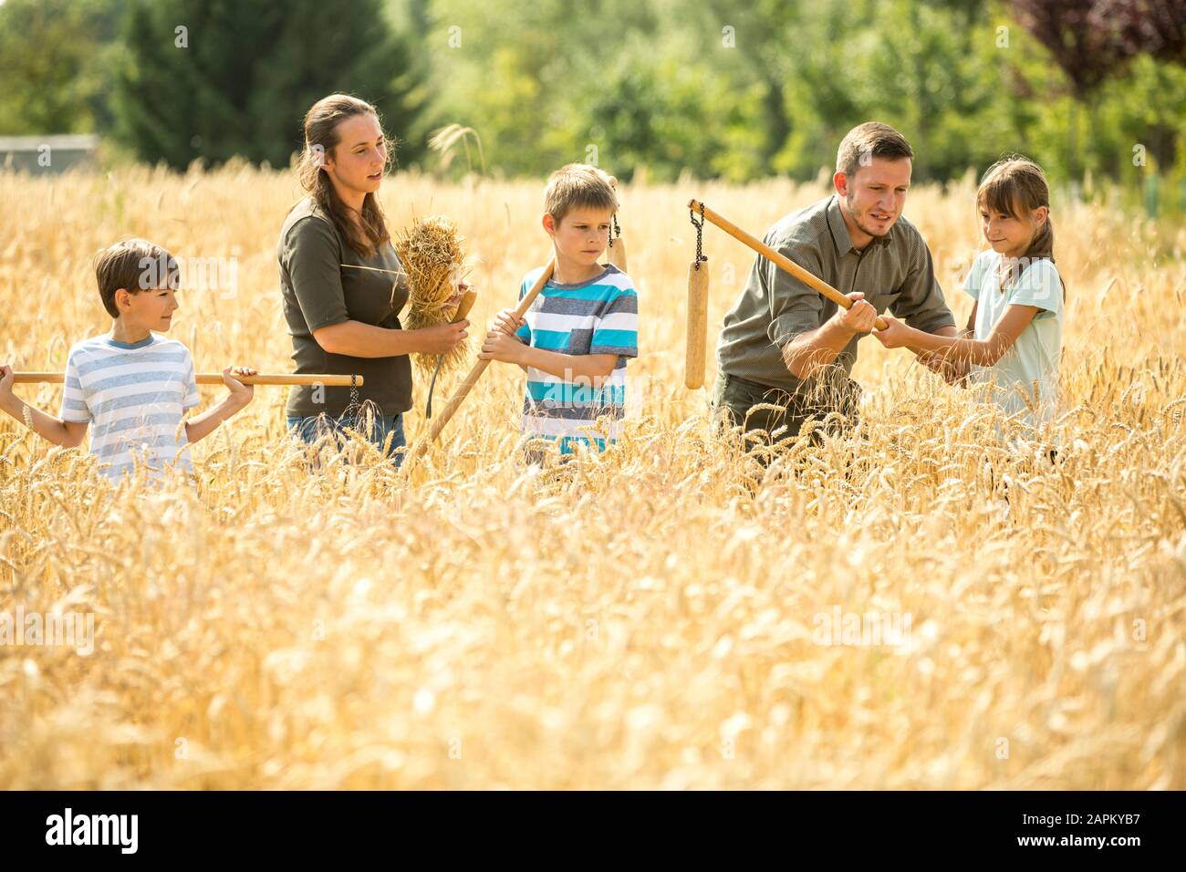 Children learning how to flail wheat in field Stock Photo - Alamy