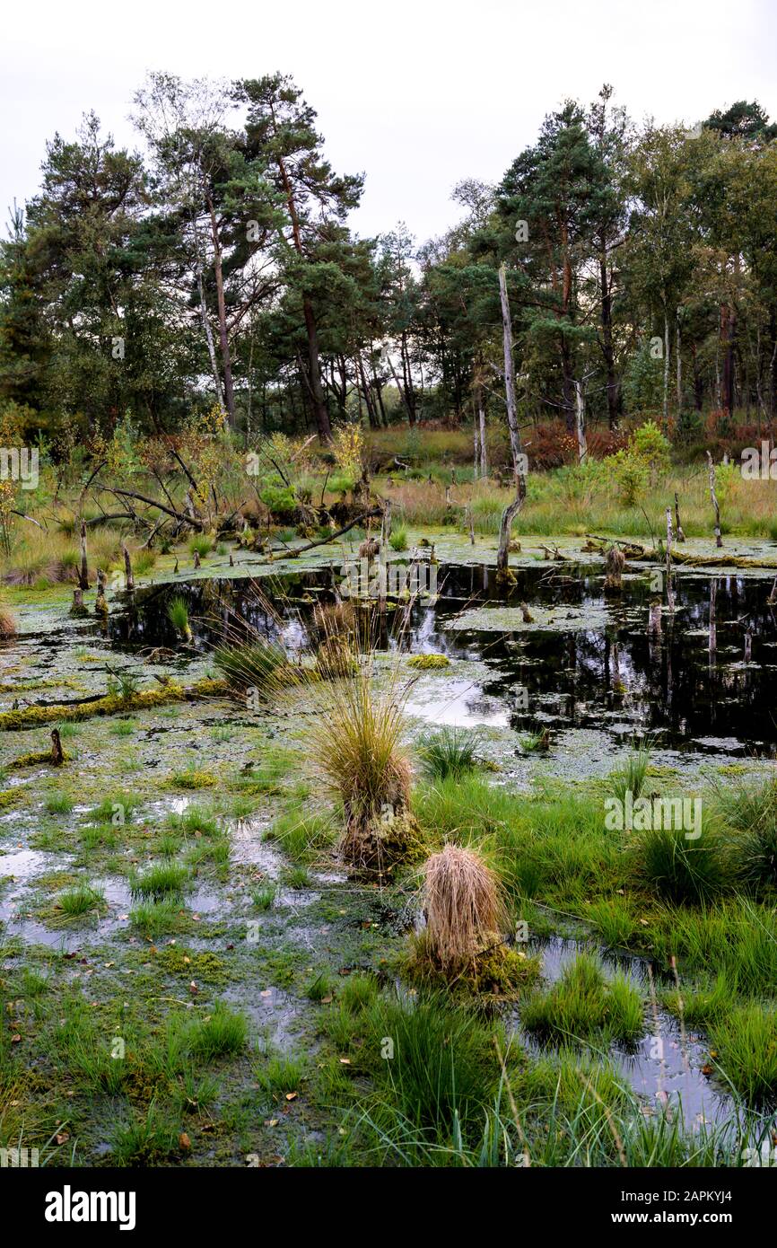 Germany, Lower Saxony, Diepholz Moor Depression, Landscape with bogs ...