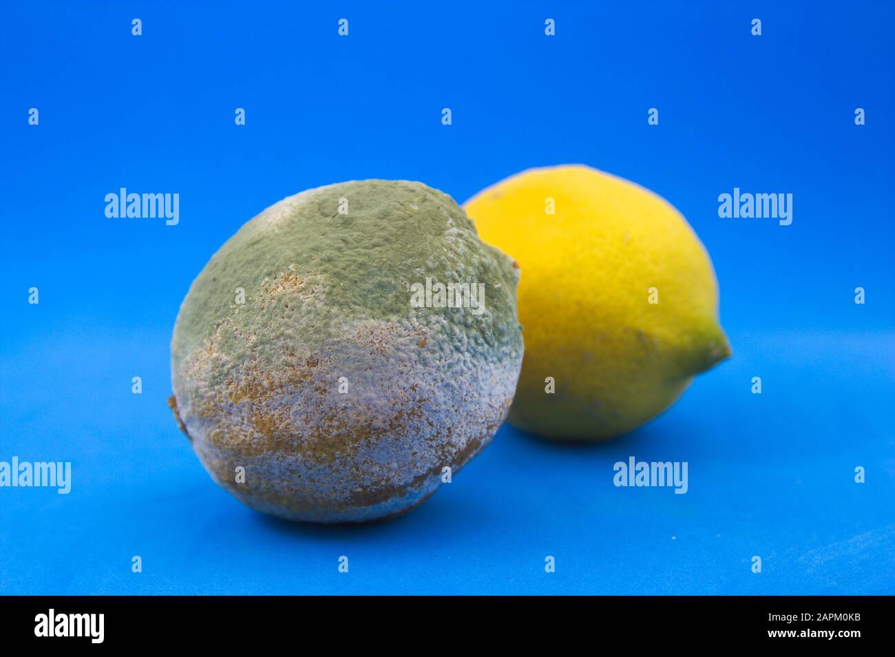 Image of two lemons, one spoiled and moldy and one healthy on blue ...