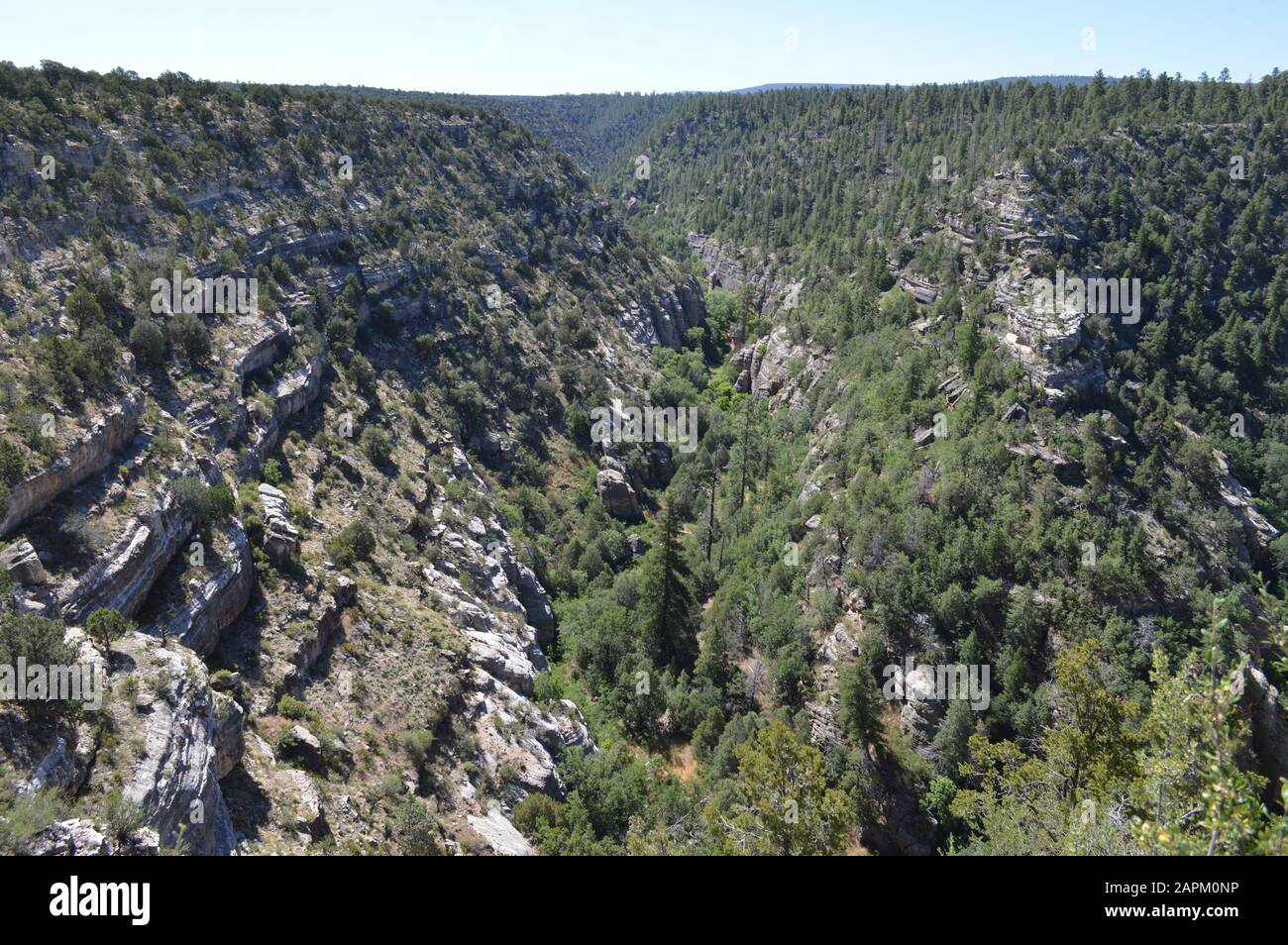 Arizona walnut tree hi-res stock photography and images - Alamy