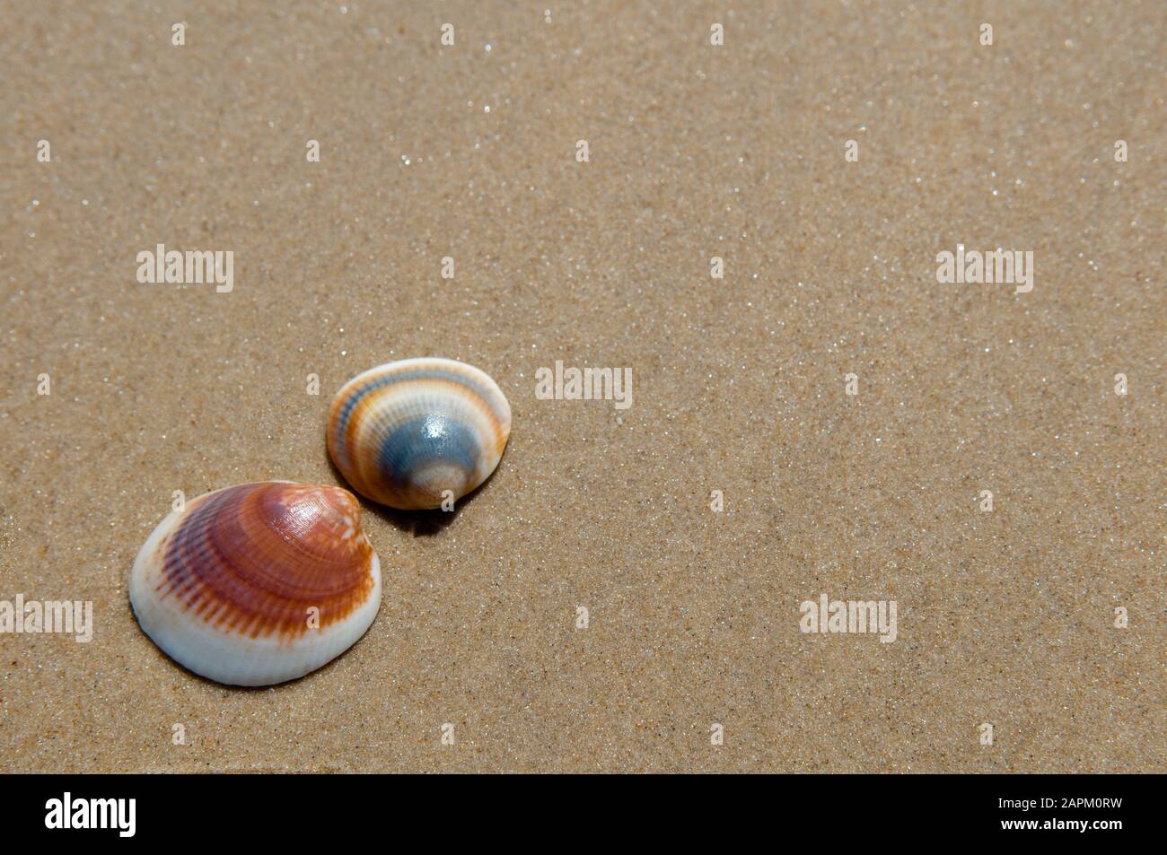 High angle shot of two seashells in beach sand during daytime Stock ...