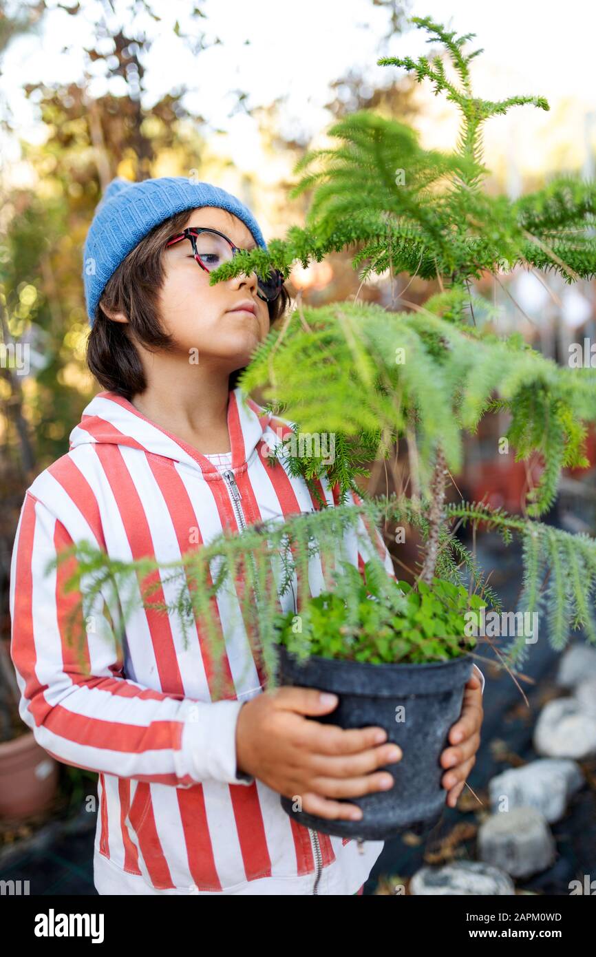 Little boy with potted tree at plant nursery Stock Photo - Alamy