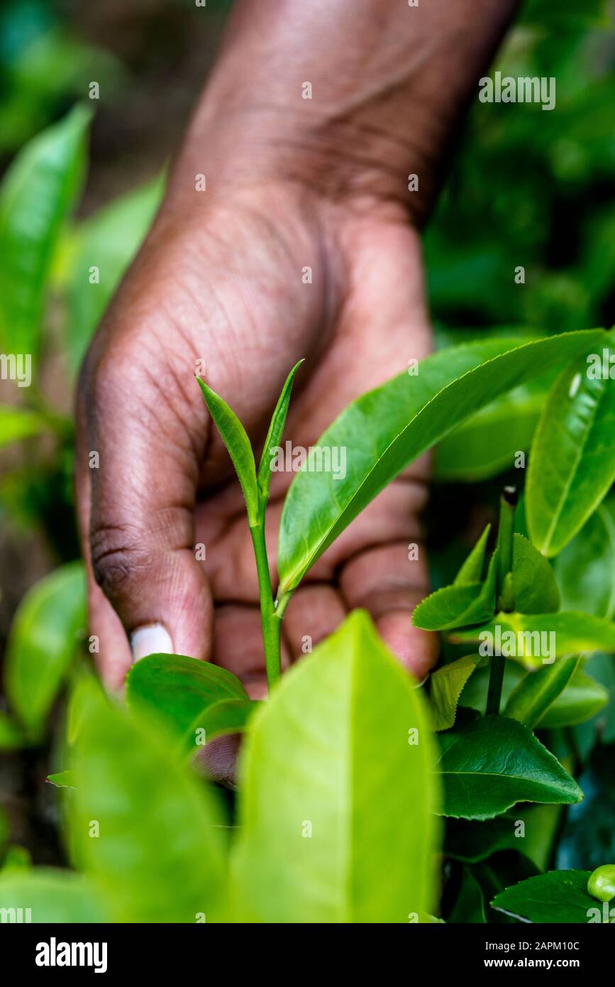 Teeanbau hi-res stock photography and images - Alamy