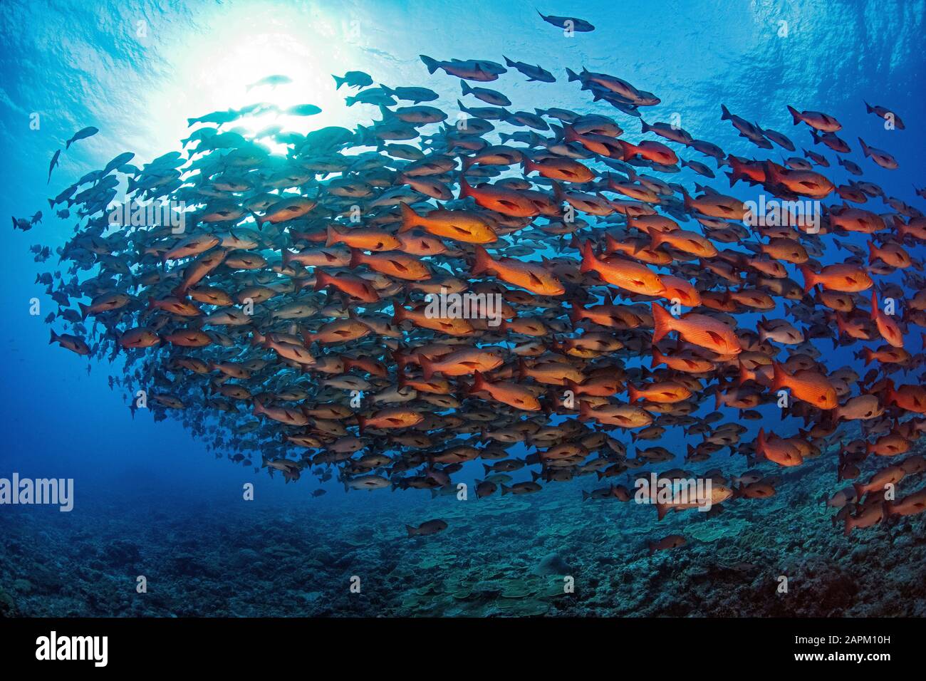 Red snapper spawning hi-res stock photography and images - Alamy