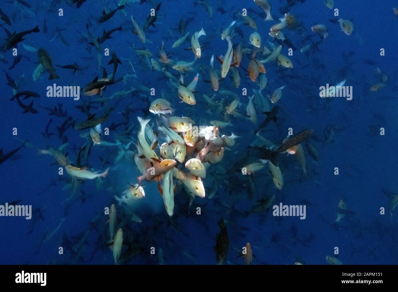 Red snapper spawning, Shark City, Palau Stock Photo - Alamy