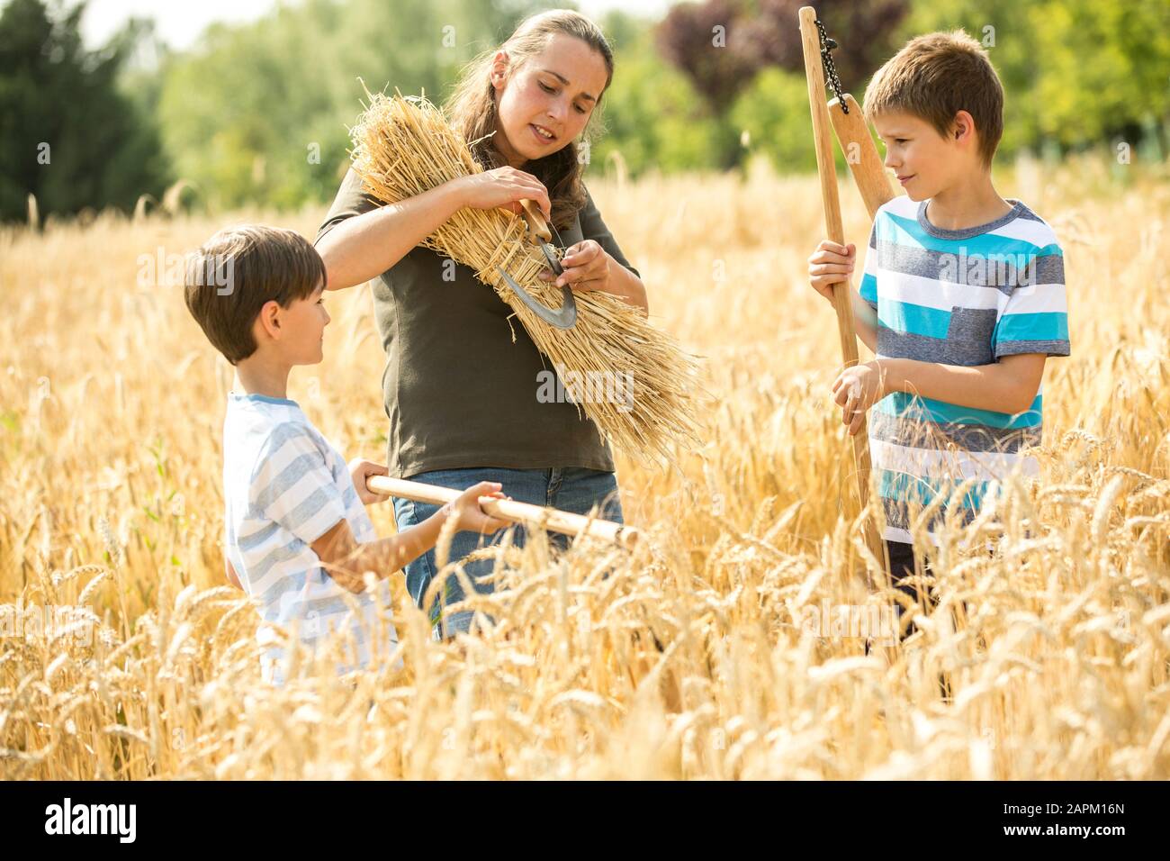 Thrashing wheat hi-res stock photography and images - Alamy