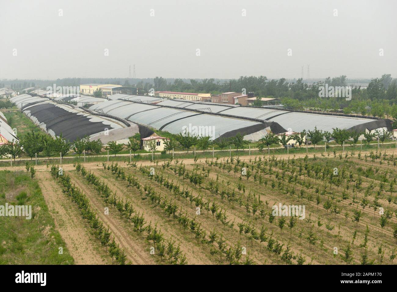 Plastics greenhouses at horticultural vegetable farms in Shandong ...